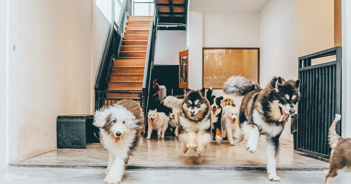 HOME by Tales Of Paws Ticket - Dog Cafe in Johor Bahru - Klook Singapore